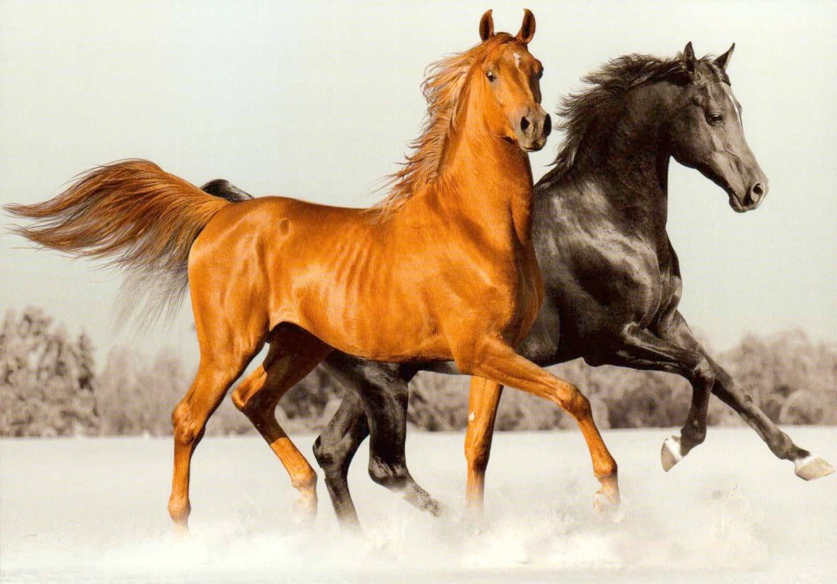 Postkarte zwei Pferde Noble Horses – Grusskartenshop